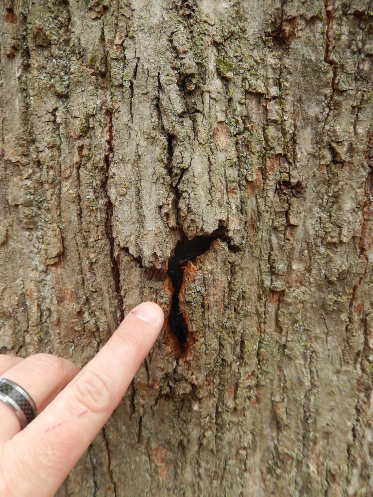 Basswood bark “explosions” caused by Nectria cankers
