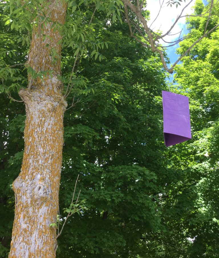 Northwestern county forests trap for EAB