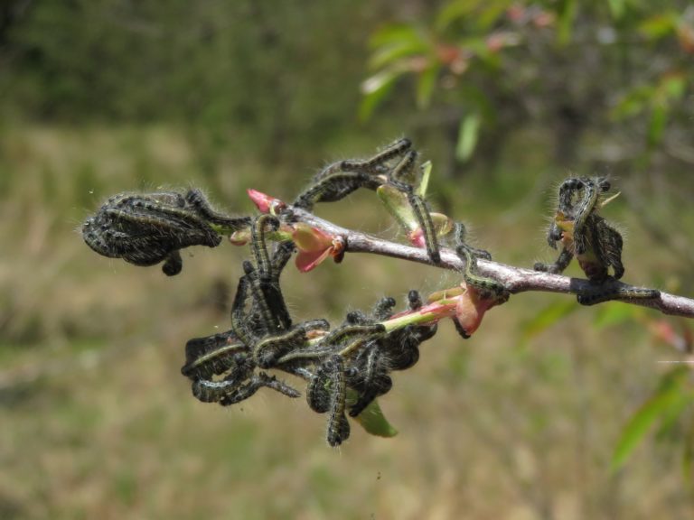Eastern tent caterpillar and control options