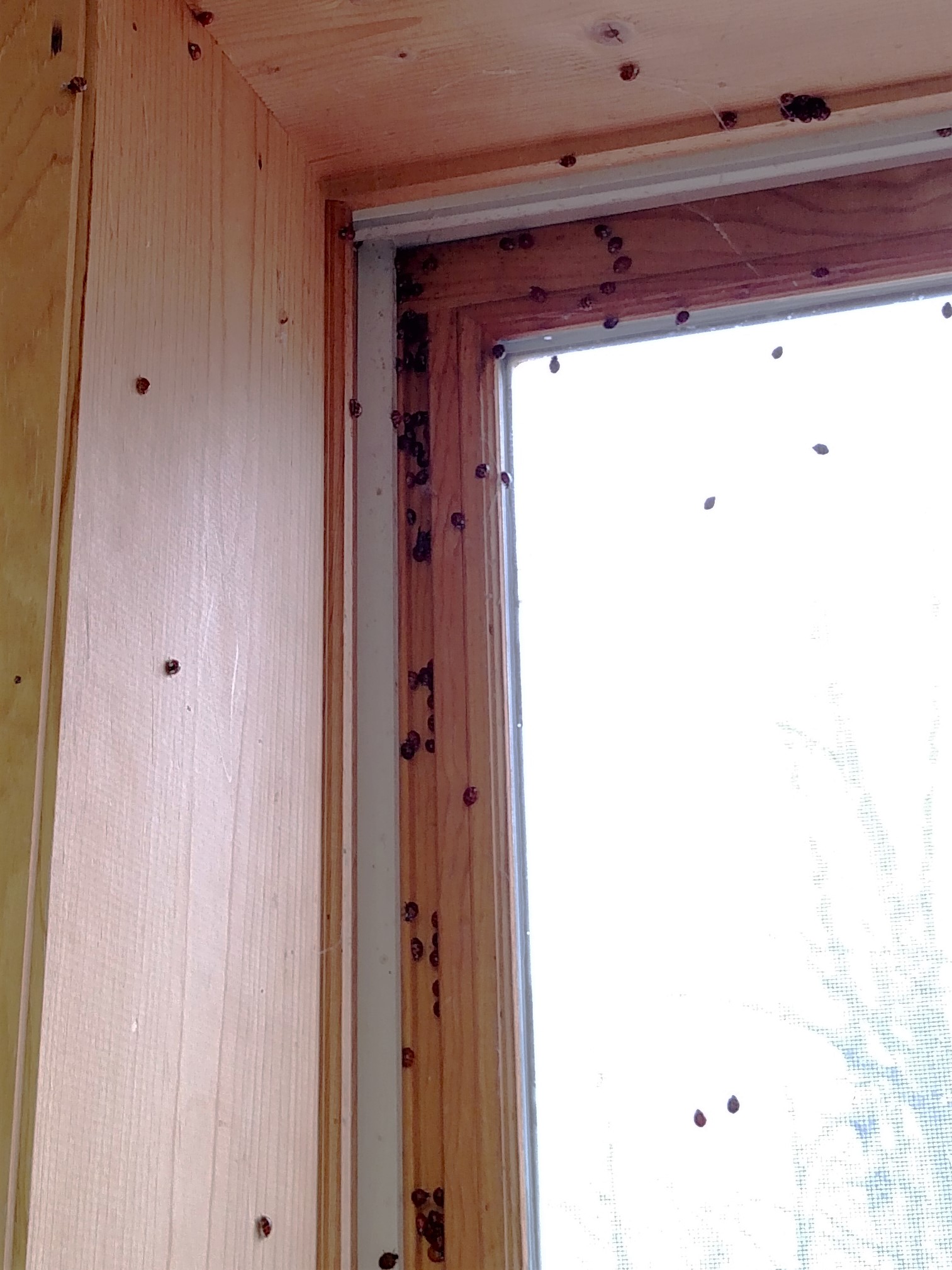 Ladybugs in your house this spring?