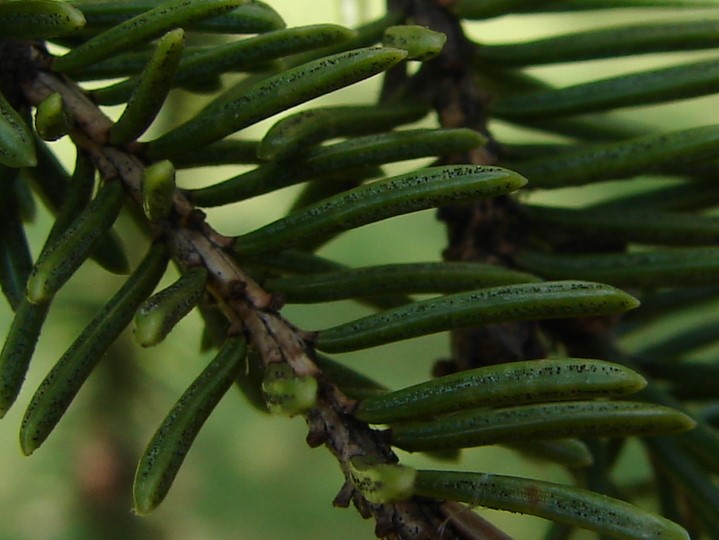 Rhizosphaera needle cast disease on spruce