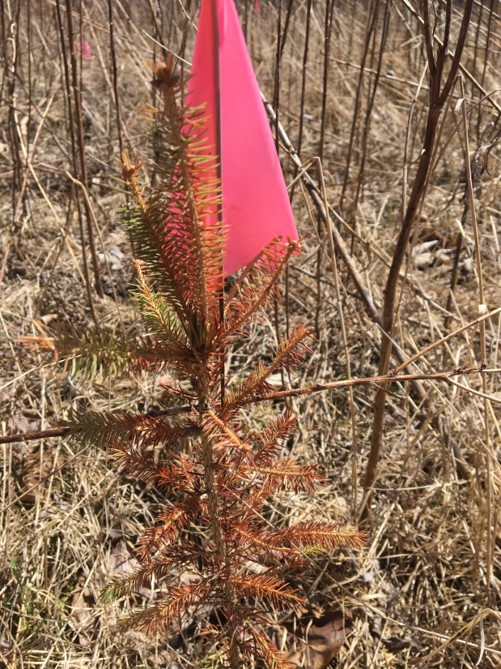 Browning on spruce and other conifers due to winter drying
