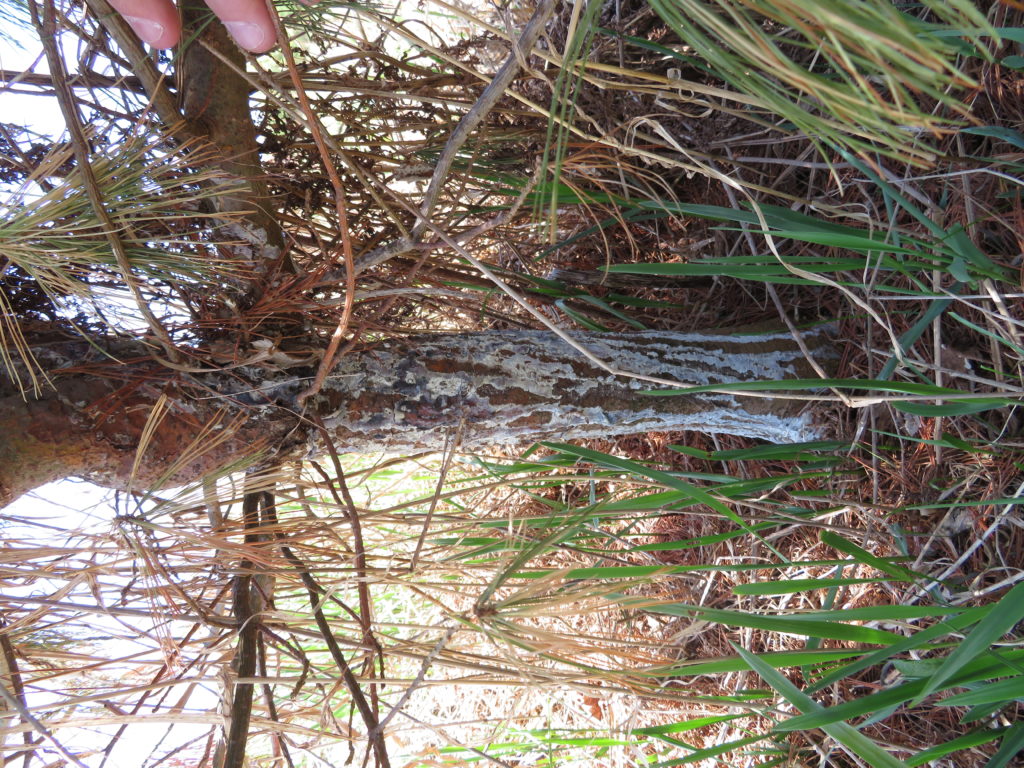 White pine blister rust