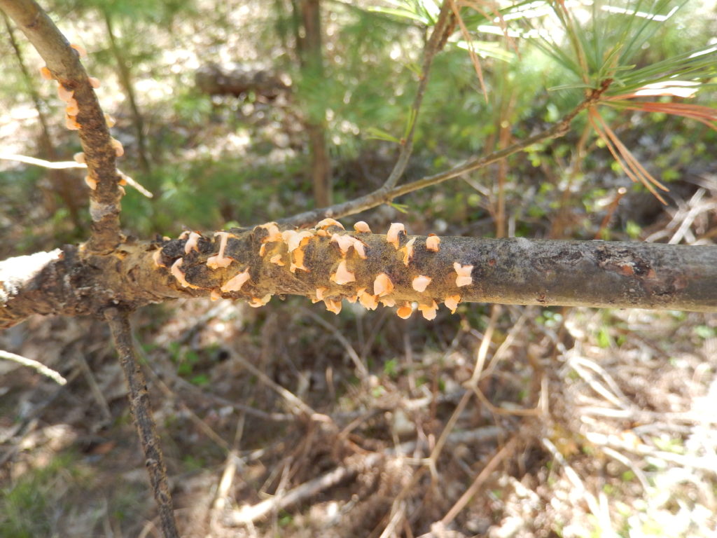 White pine blister rust