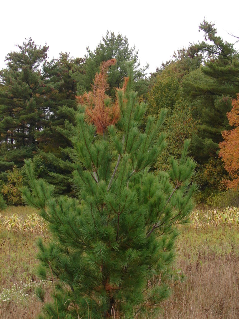 White pine weevil – old and new damage