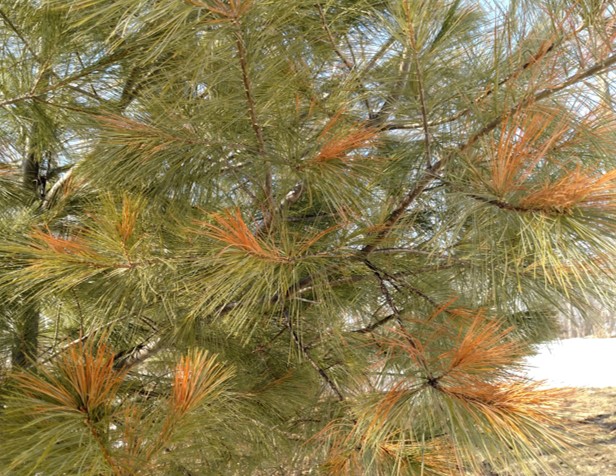 Browning on spruce and other conifers due to winter drying