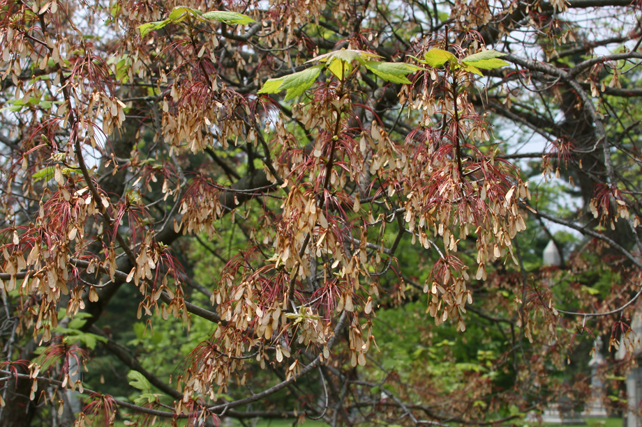 Sparse-leafed elms and maples