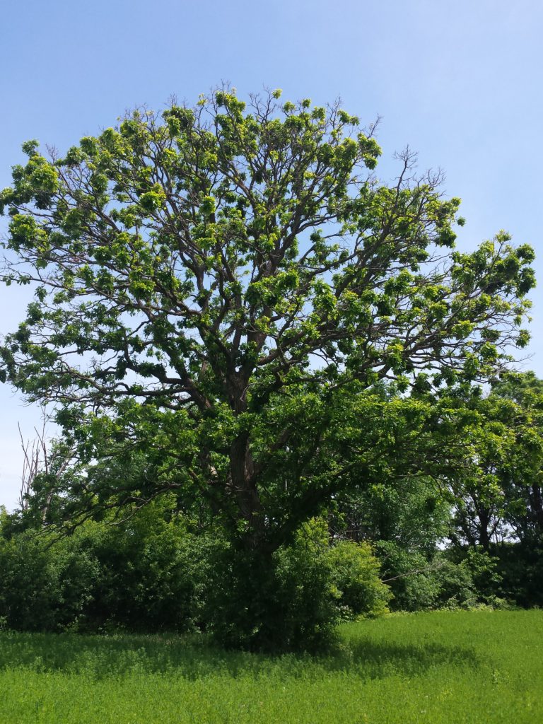 Widespread crown dieback and delayed leaf-out of bur oak