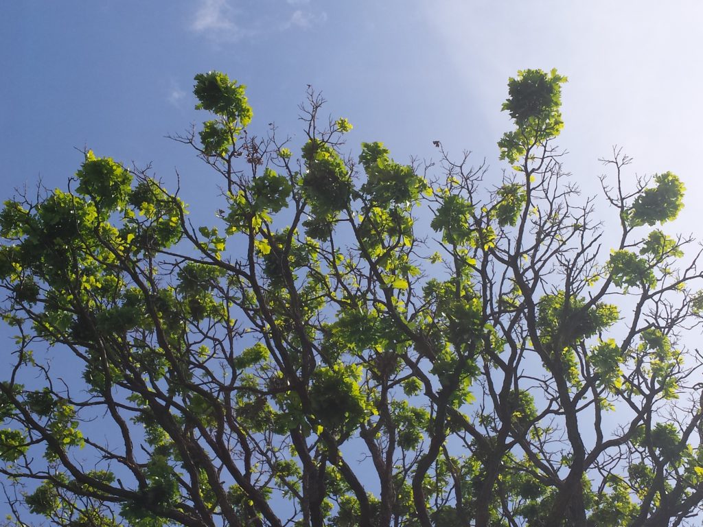 Widespread crown dieback and delayed leaf-out of bur oak