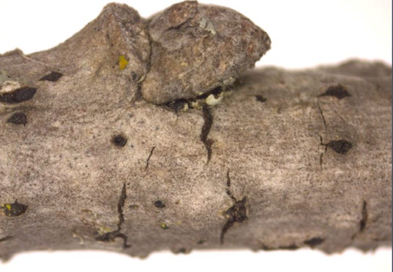 Widespread crown dieback and delayed leaf-out of bur oak