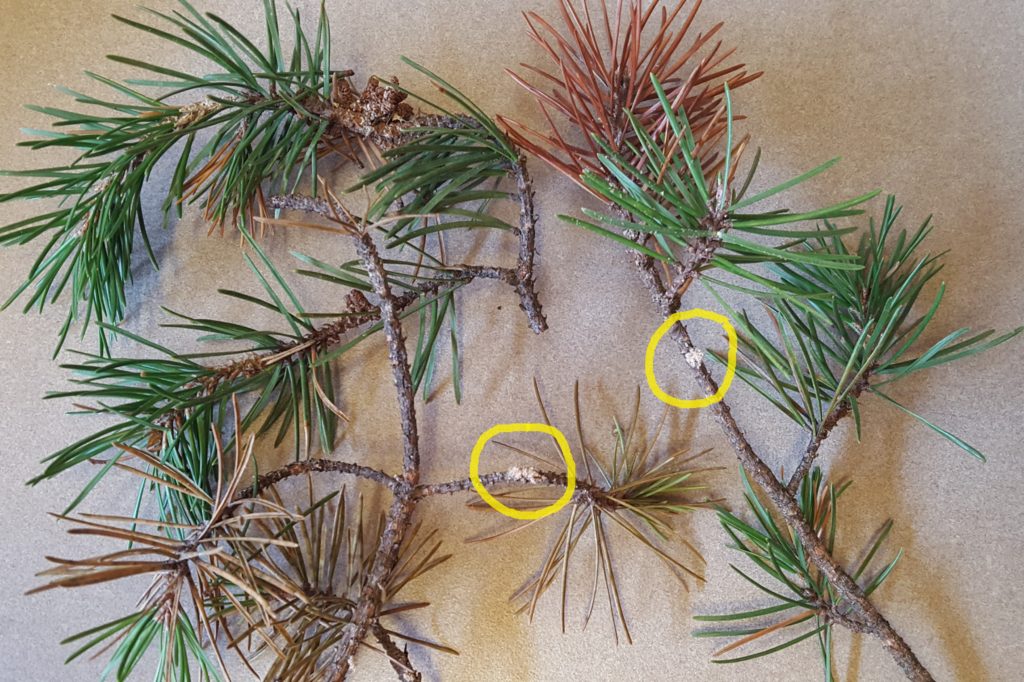 Brown branch tips on jack pine