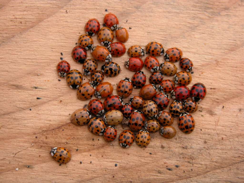 Return of Asian multicolored ladybugs