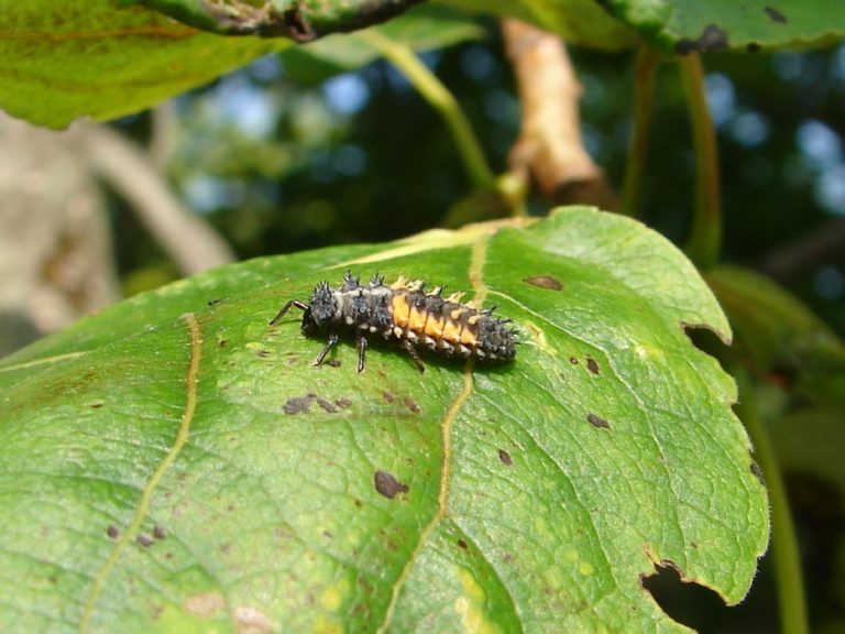 Return of Asian multicolored ladybugs