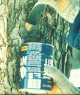 Look for gypsy moth egg masses