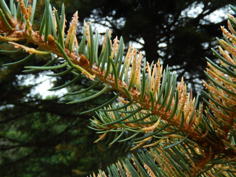 Spruce needle rust not an issue this year