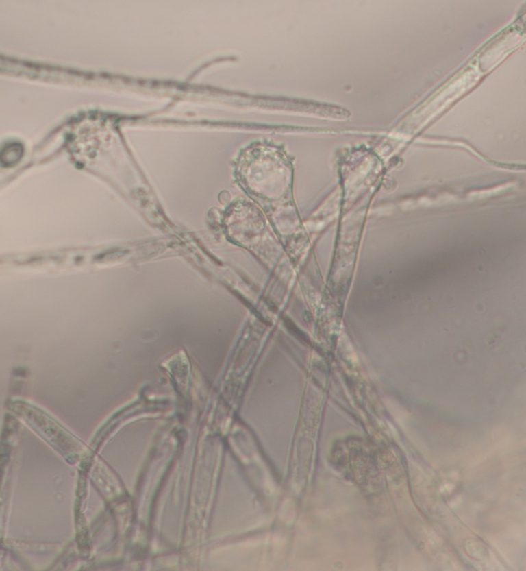 Heterobasidion root disease in Monroe County