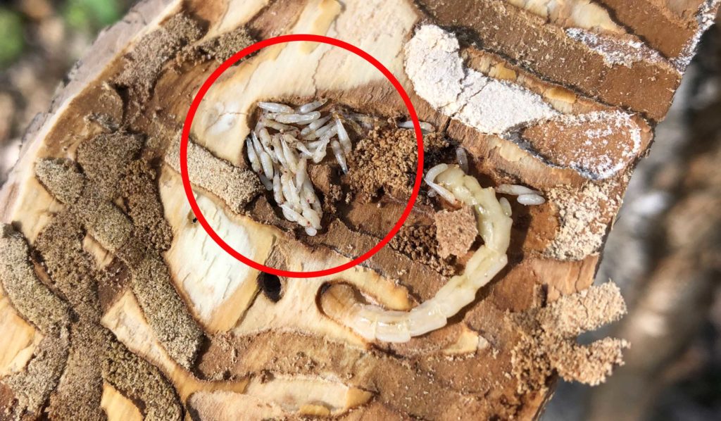 EAB biological control recoveries