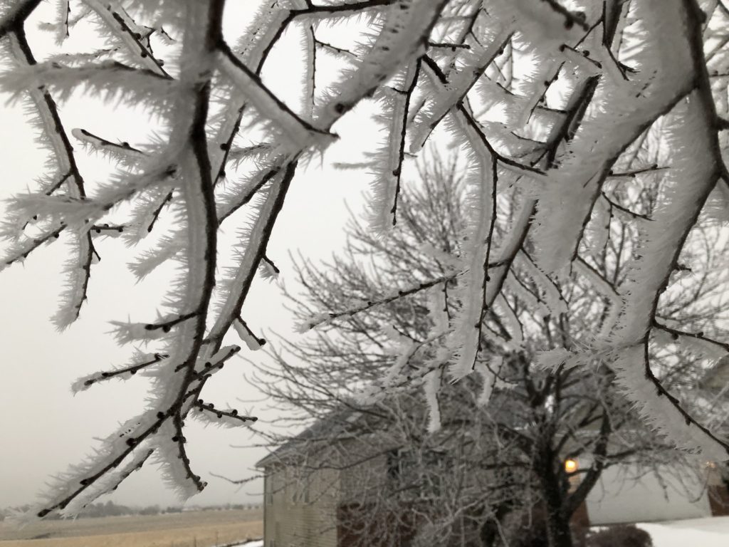 Ice, snow and deep frost: winter creates problems for trees