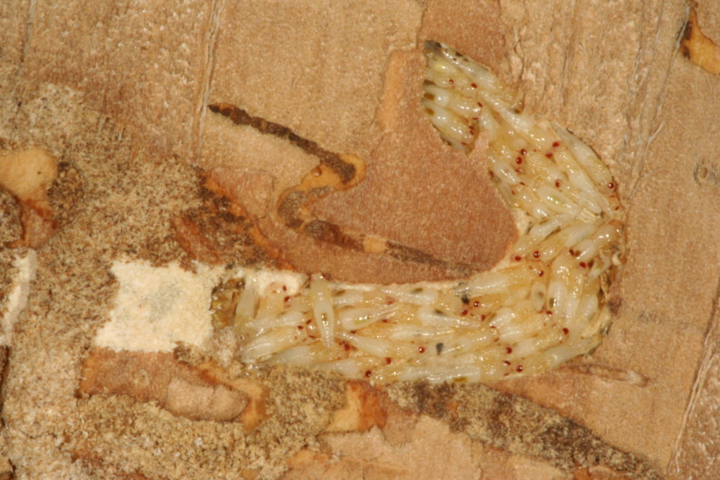 Trees sought for EAB biocontrol efforts