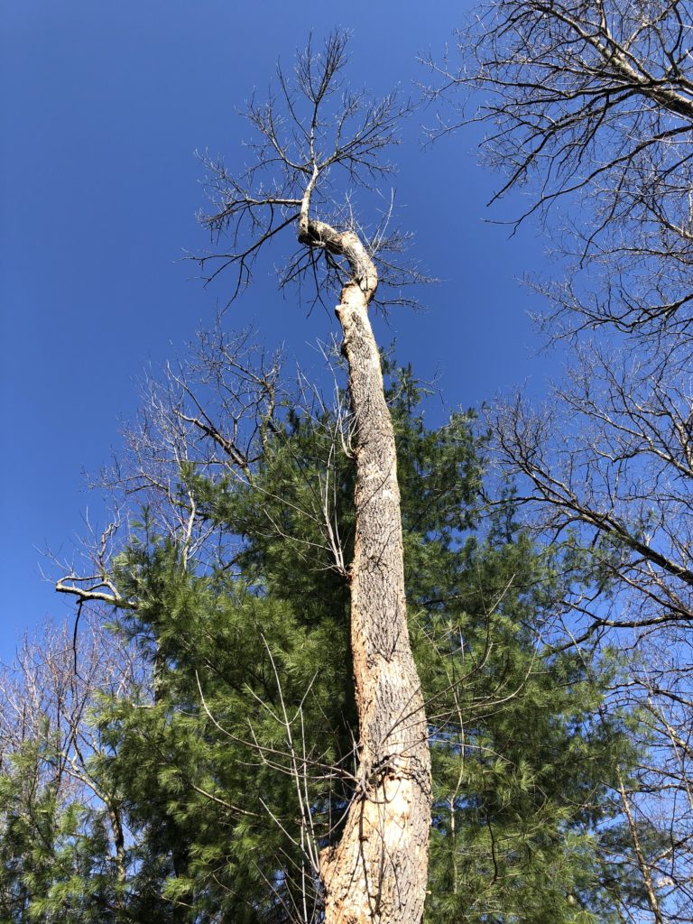 EAB found in third Douglas County township
