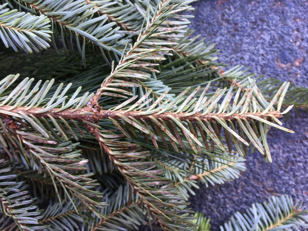 Invasive insects threaten Wisconsin hemlock