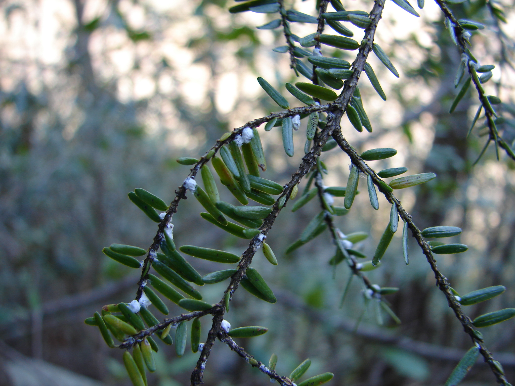 Invasive insects threaten Wisconsin hemlock