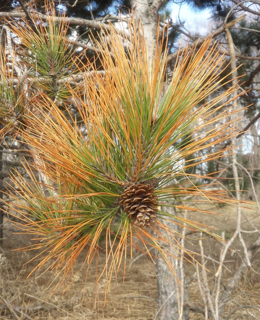 Salt spray injury on conifers observed in spring