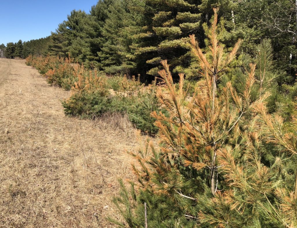 Salt spray injury on conifers observed in spring