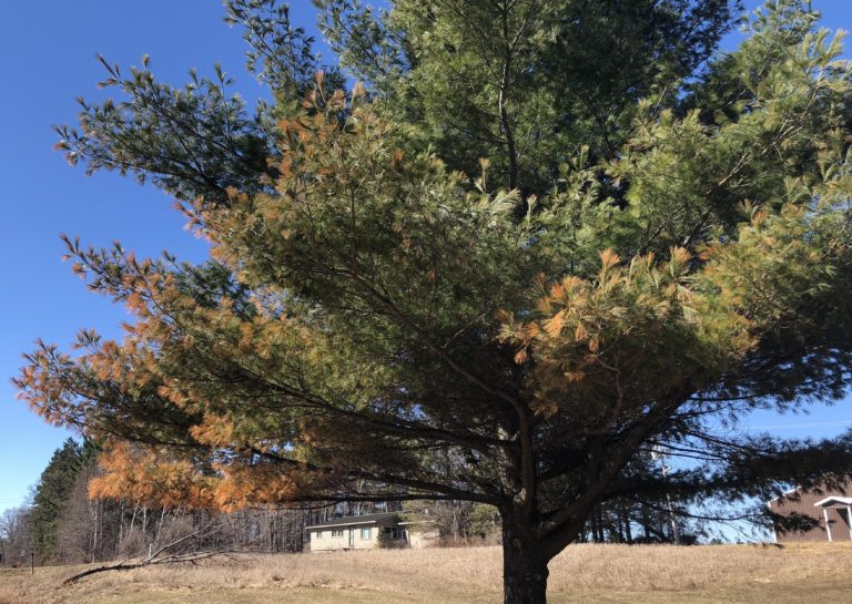 Salt spray injury on conifers observed in spring