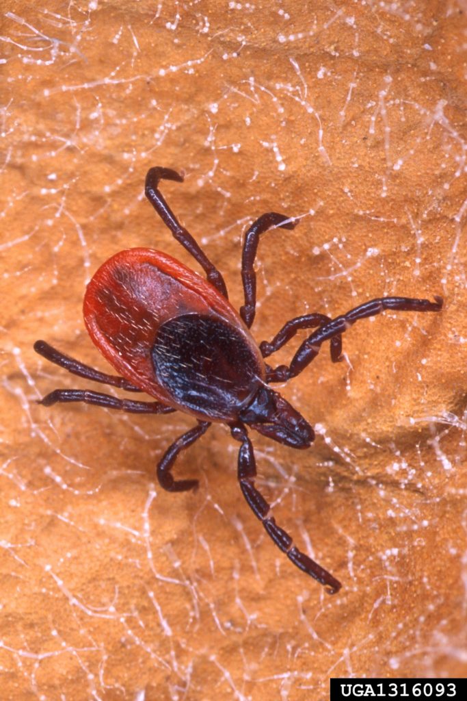 Protect yourself from ticks and tickborne illnesses Protect yourself from ticks and tickborne illnesses