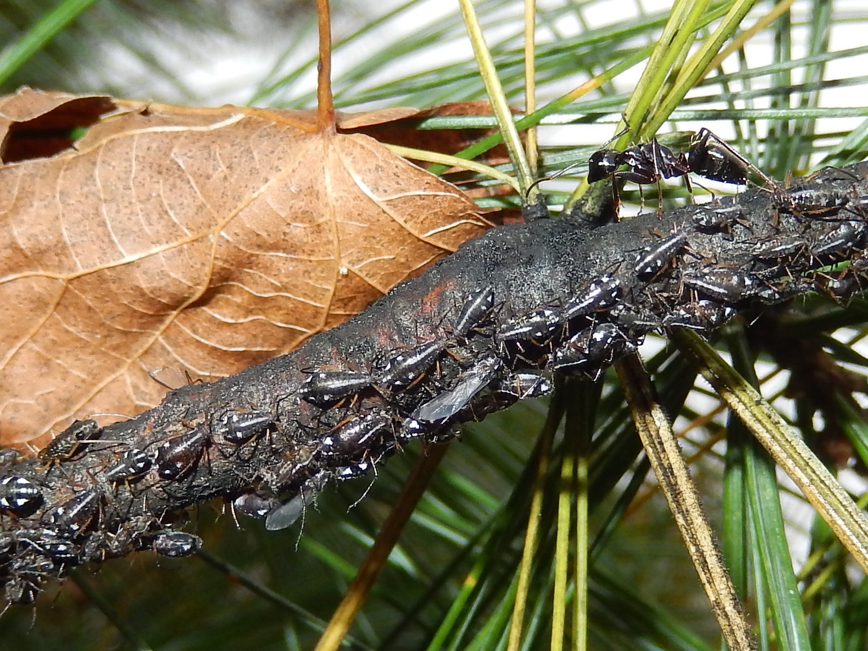 Ants, aphids and sooty mold on white pine