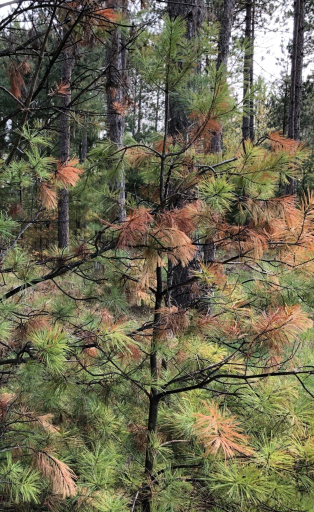 Ants, aphids and sooty mold on white pine