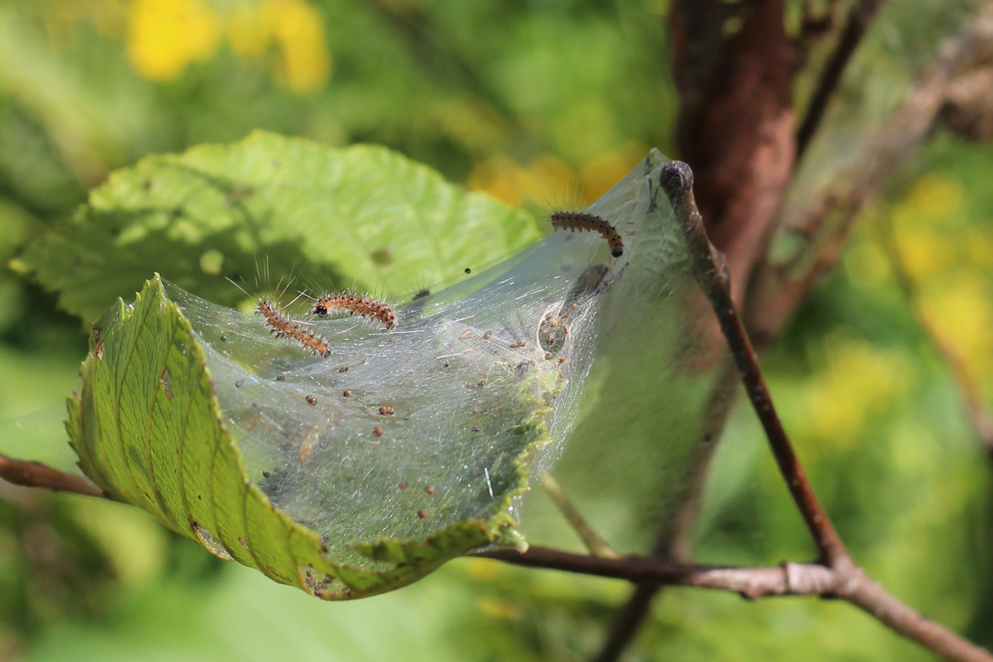 Fall webworm activity in July