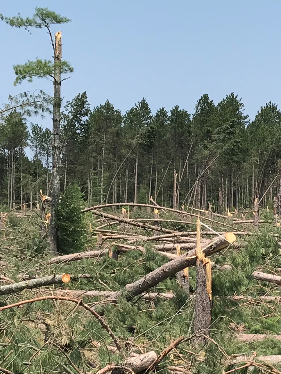 Insects and disease in storm-damaged trees