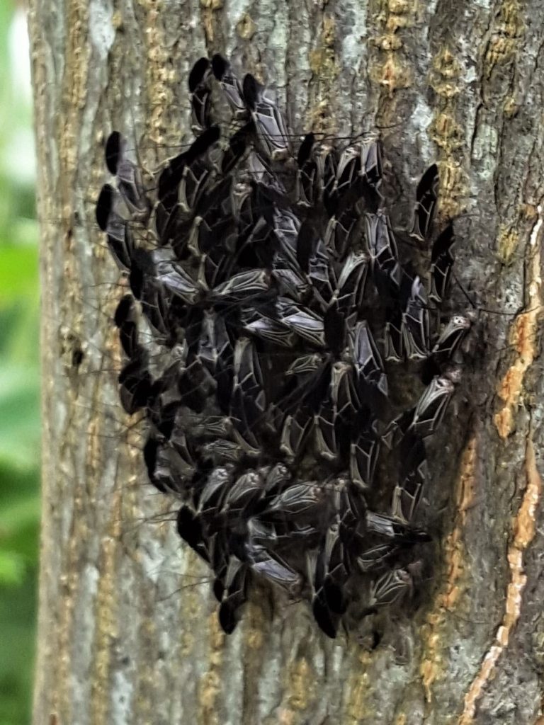 Barklice are nothing to worry about