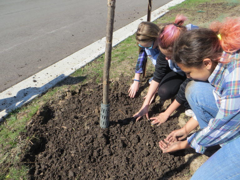 Fall tree planting
