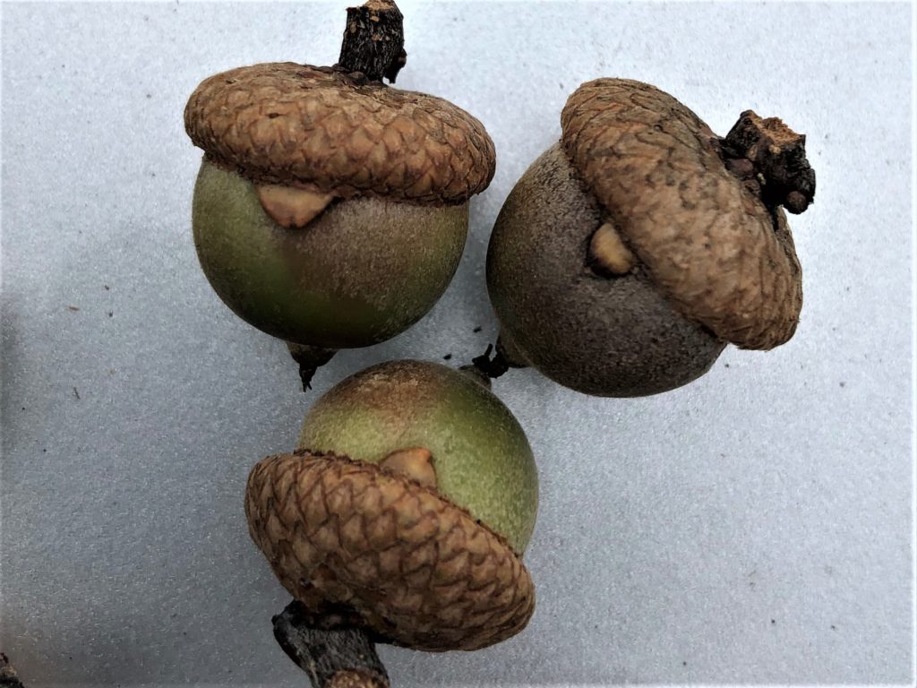 Premature acorn drop due to pip galls