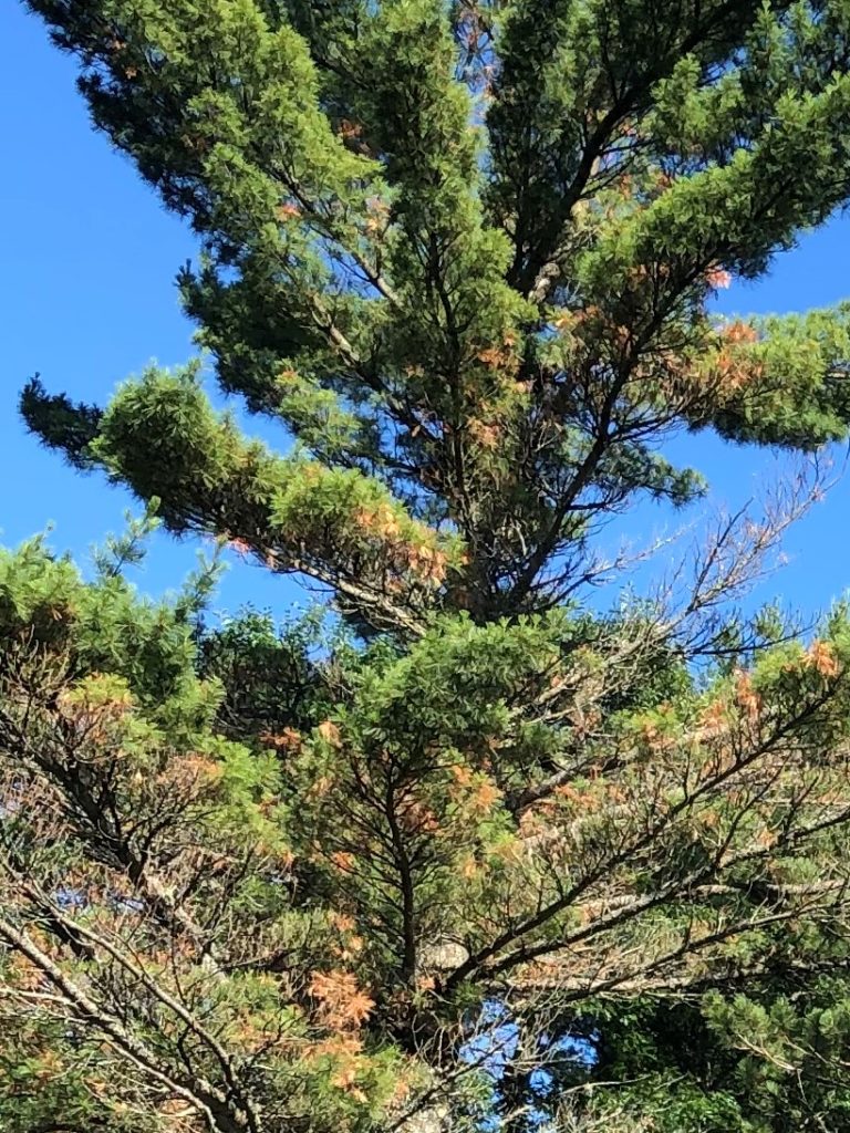 Red branches on white pine?
