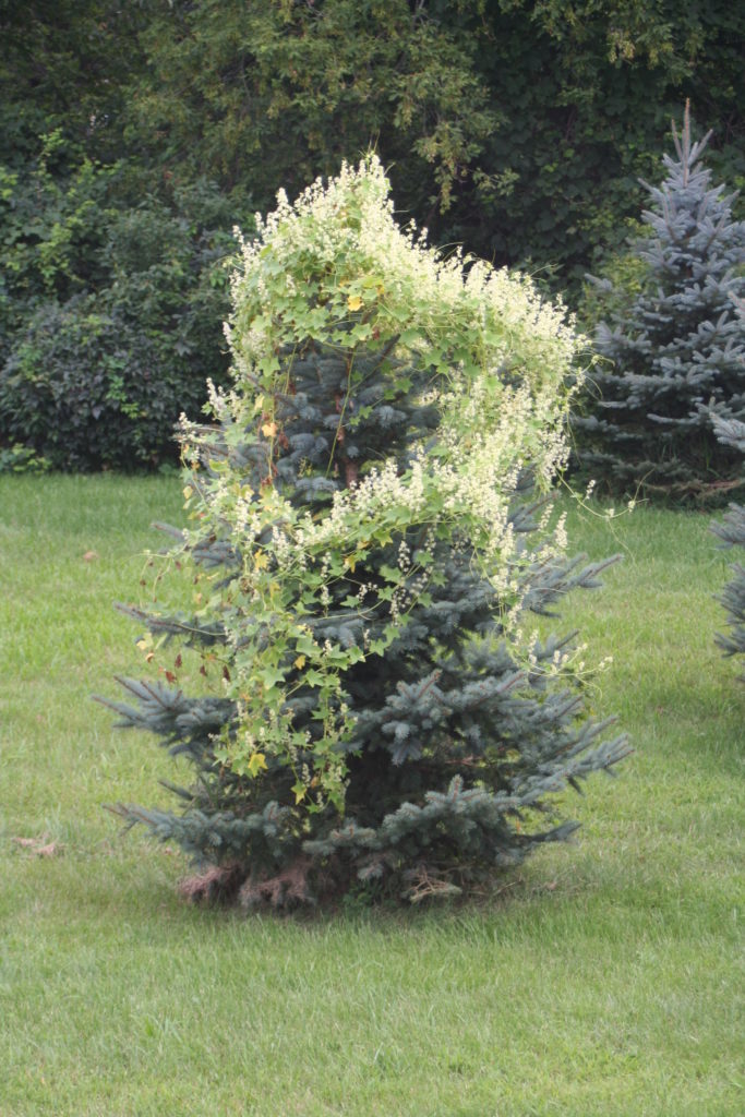 Native vine thrives with wet Wisconsin summer