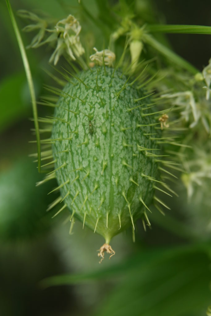 Native vine thrives with wet Wisconsin summer