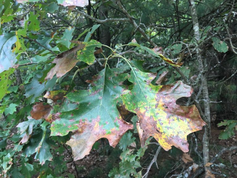 Oak health issues in summer 2019
