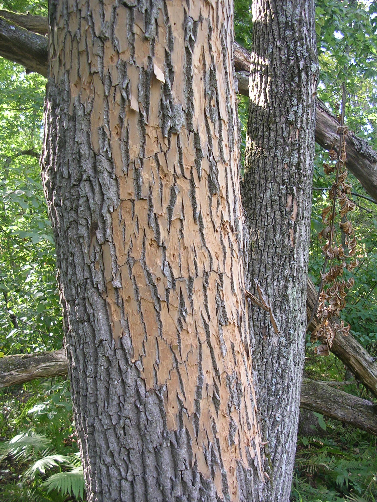 Dead and dying ash are hunting hazard