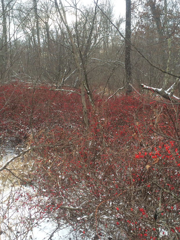 Invasive plants, ticks and you