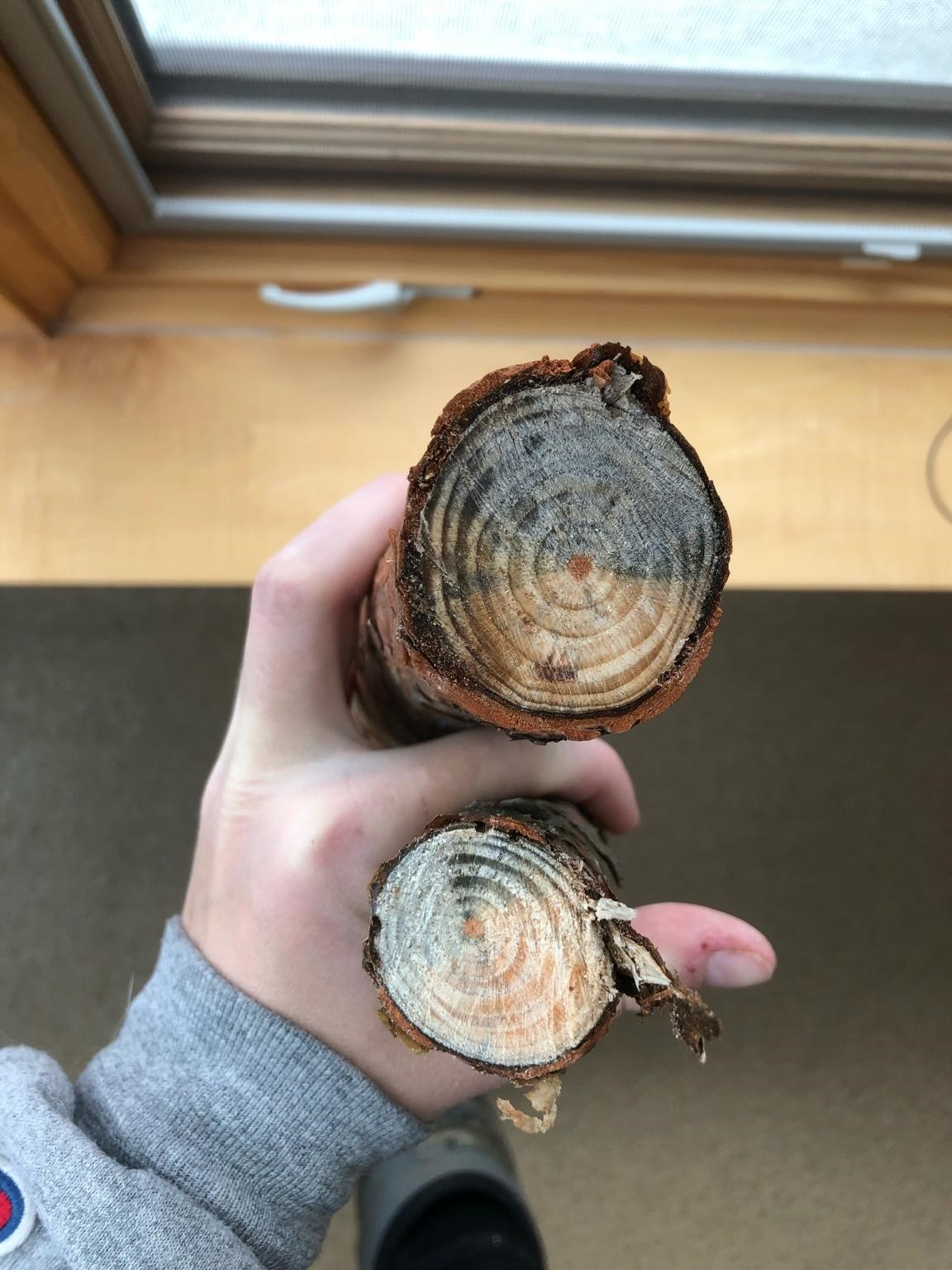 Pine wood nematode in Waushara County