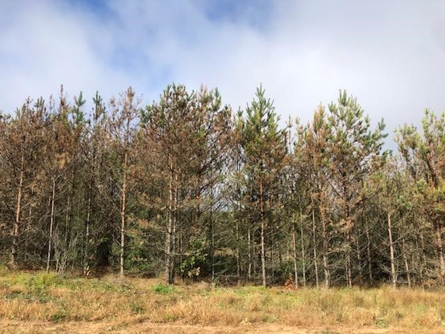 Pine wood nematode in Waushara County