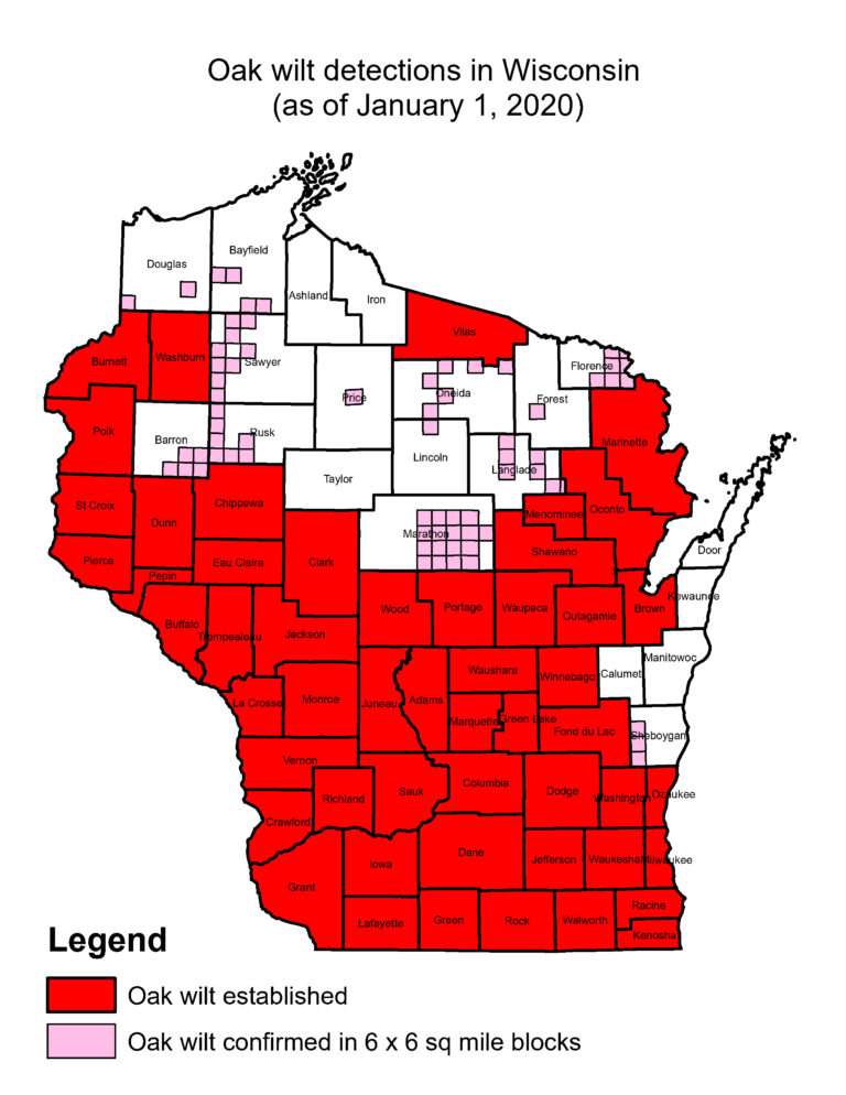 Oak wilt found in Forest Co. and northern townships