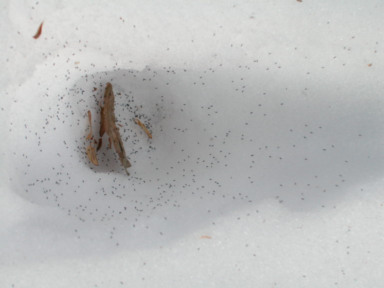Snow fleas spring to surface in early December