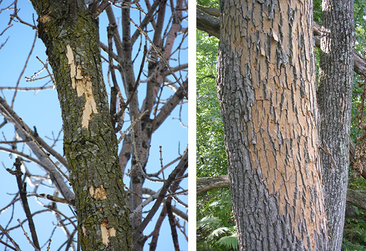 Check your trees for EAB and plan for spring