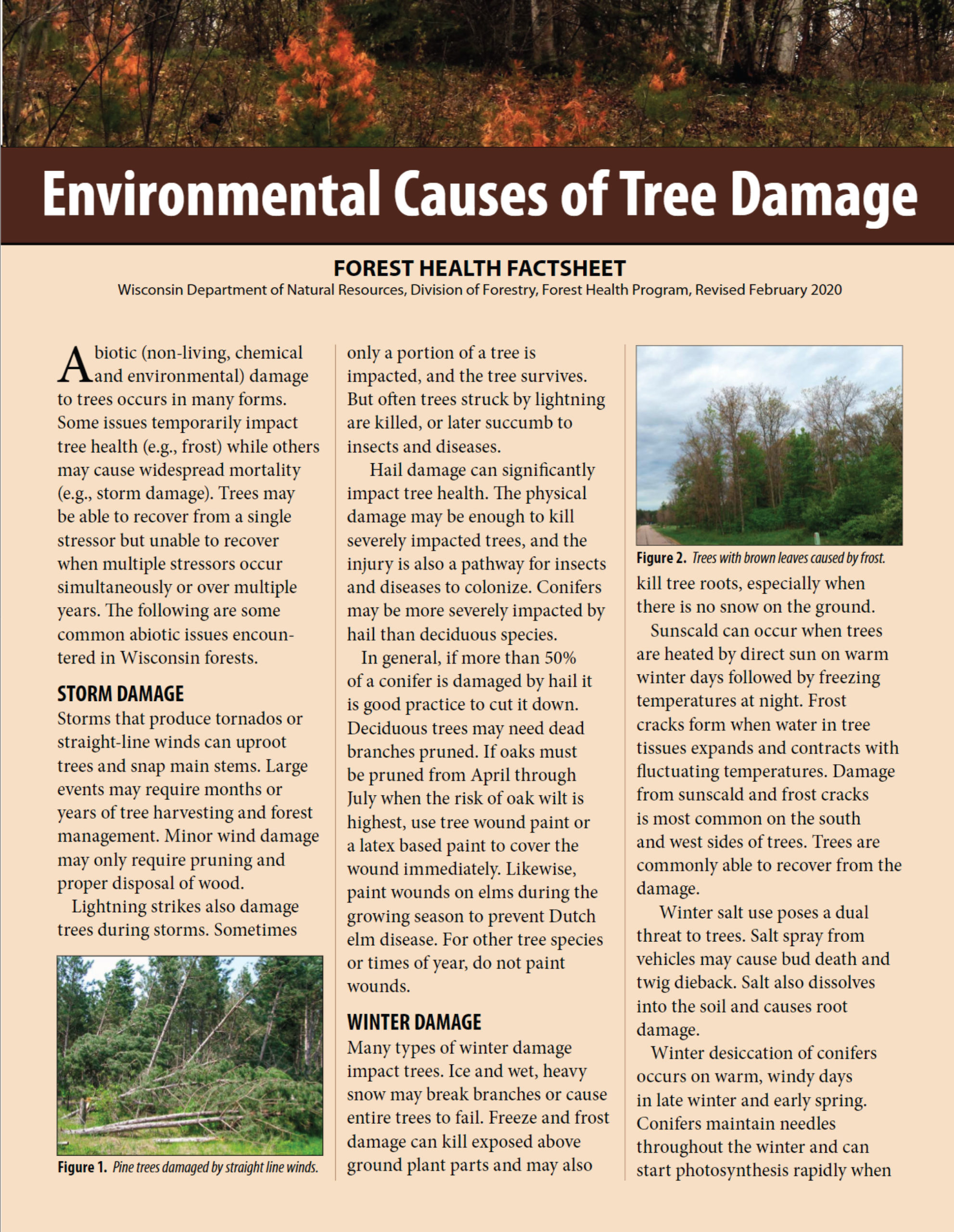 Forest Health Factsheet: Environmental Causes of Tree Damage