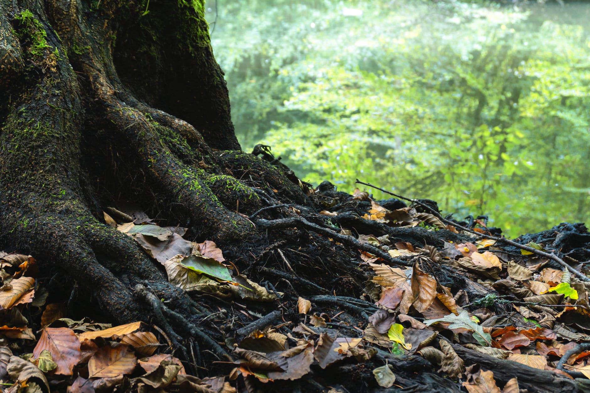 Common tree myths – and why you shouldn’t believe